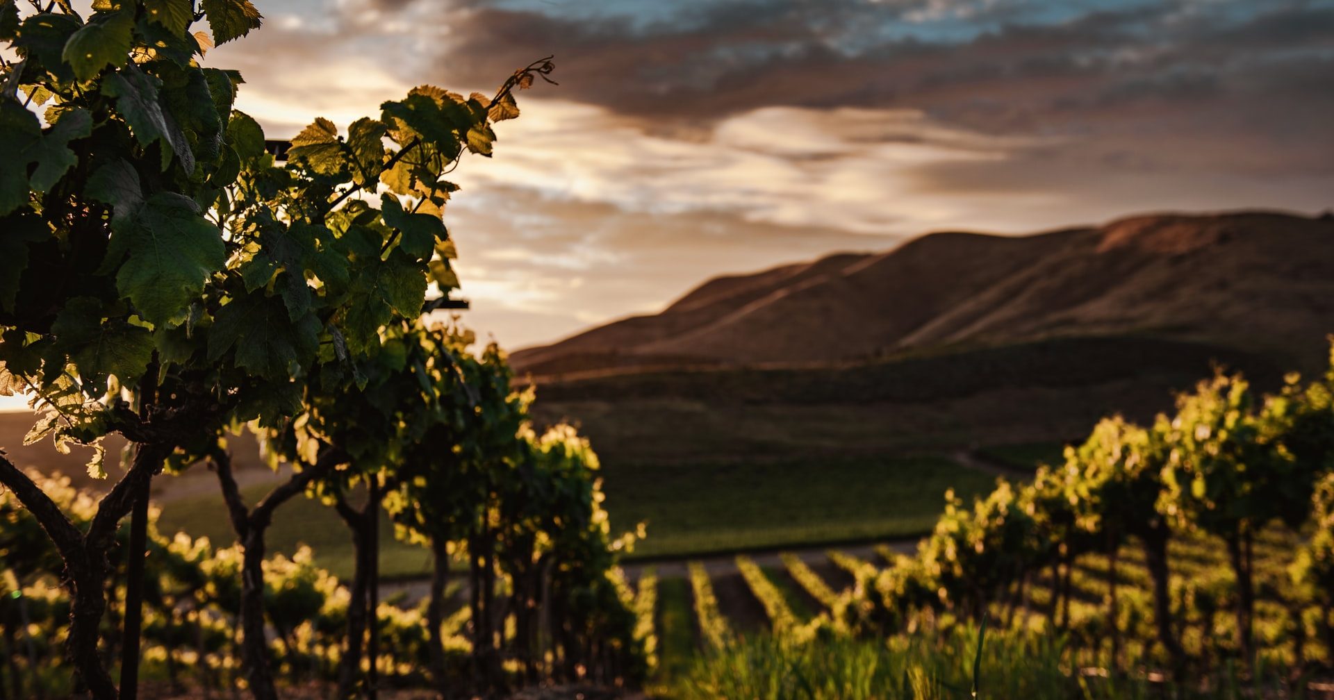 Naboth’s Inheritance, 1 Kings 21 - Tidings