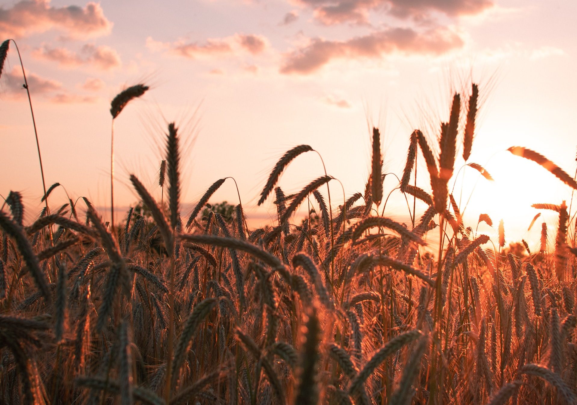 Harvest - A Reflection - Tidings